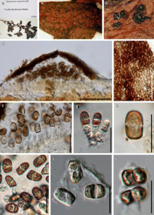 Families of Dothideomycetes | SpringerLink