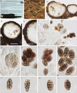 Families of Dothideomycetes | SpringerLink