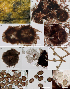 Families of Dothideomycetes | SpringerLink