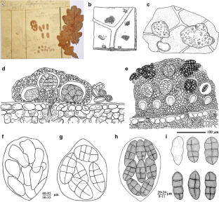 Families of Dothideomycetes | SpringerLink