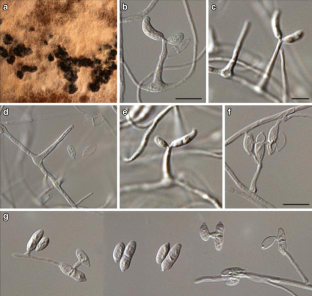 Families of Dothideomycetes | SpringerLink