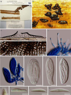 Families of Dothideomycetes | SpringerLink