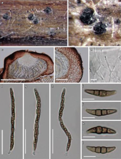 Families of Dothideomycetes | SpringerLink