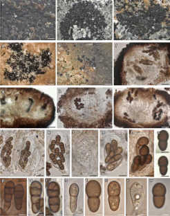 Families of Dothideomycetes | SpringerLink