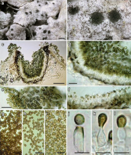 Families of Dothideomycetes | SpringerLink