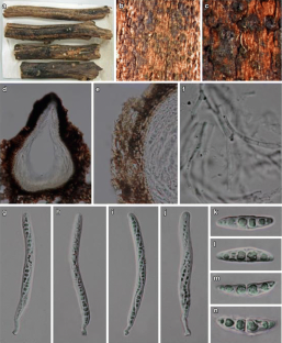 Families of Dothideomycetes | SpringerLink