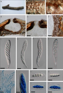 Families of Dothideomycetes | SpringerLink