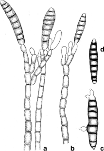 Families of Dothideomycetes | SpringerLink