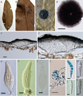 Families of Dothideomycetes | SpringerLink