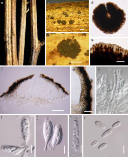 Families of Dothideomycetes | SpringerLink