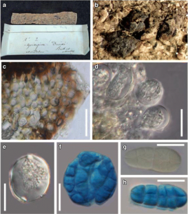 Families of Dothideomycetes | SpringerLink