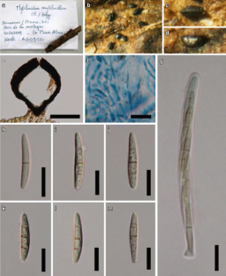 Families of Dothideomycetes | SpringerLink