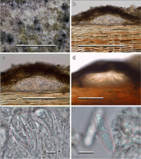 Families of Dothideomycetes | SpringerLink