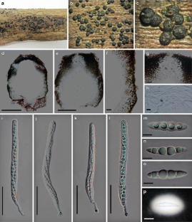 Families of Dothideomycetes | SpringerLink