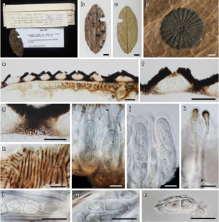 Families of Dothideomycetes | SpringerLink