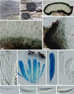 Families of Dothideomycetes | SpringerLink