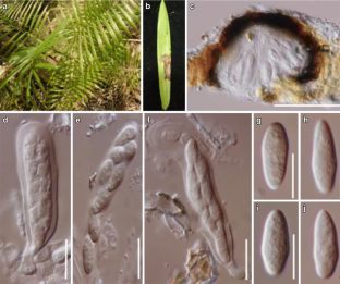Families of Dothideomycetes | SpringerLink