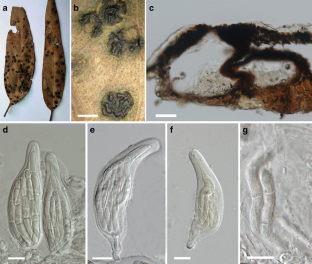 Dothideales | SpringerLink