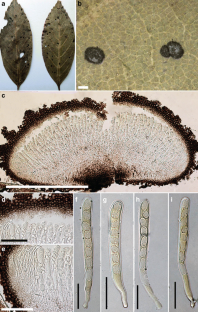 Dothideales | SpringerLink