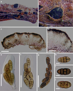 Dothideales | SpringerLink