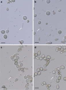 Halophily reloaded: new insights into the extremophilic life-style of ...