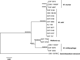 Halophily reloaded: new insights into the extremophilic life-style of ...