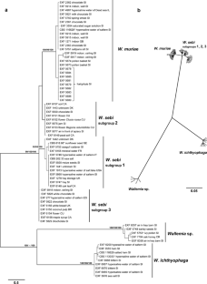 Halophily reloaded: new insights into the extremophilic life-style of ...