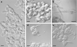 Halophily reloaded: new insights into the extremophilic life-style of ...