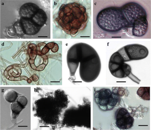 Classification of marine Ascomycota, Basidiomycota, Blastocladiomycota ...