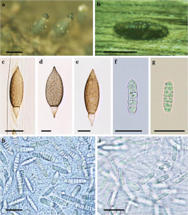 Classification of marine Ascomycota, Basidiomycota, Blastocladiomycota ...