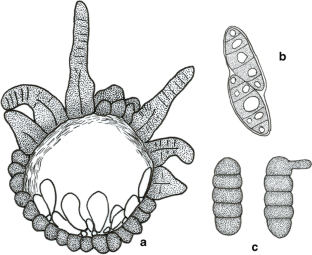 Meliolales | SpringerLink