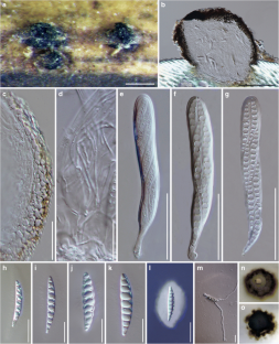 Fungal diversity notes 111–252—taxonomic and phylogenetic contributions ...