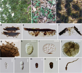 Fungal diversity notes 111–252—taxonomic and phylogenetic contributions ...