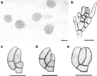 Dictyosporiaceae fam. nov. | SpringerLink