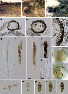 Fungal diversity notes 253–366: taxonomic and phylogenetic ...