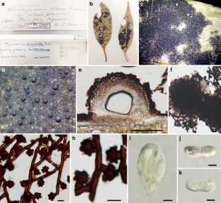 Families of Sordariomycetes | SpringerLink