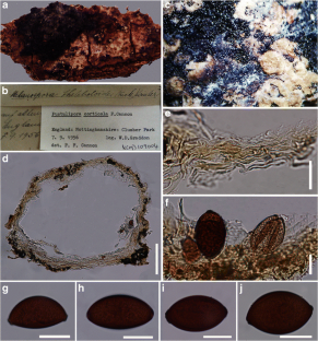 Families of Sordariomycetes | SpringerLink
