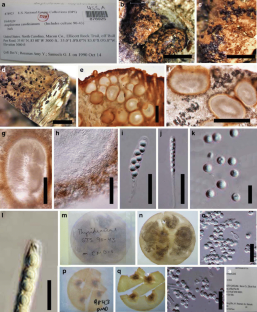 Families of Sordariomycetes | SpringerLink