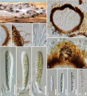 Fungal diversity notes 491–602: taxonomic and phylogenetic ...