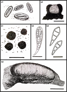DISCOMYCETES: the apothecial representatives of the phylum Ascomycota ...