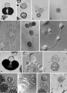 Notes for genera: basal clades of Fungi (including Aphelidiomycota ...
