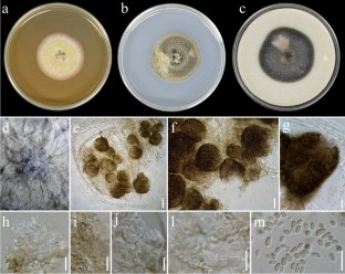 Fungal diversity notes 1036–1150: taxonomic and phylogenetic ...