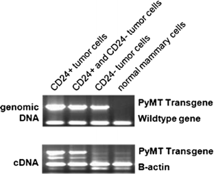 Characterization of mammary cancer stem cells in the MMTV-PyMT mouse ...