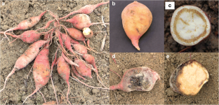 Burkholderia gladioli causes bacterial internal browning in sweetpotato ...