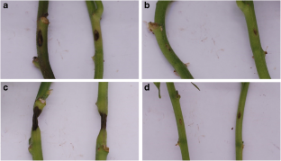 Burkholderia gladioli causes bacterial internal browning in sweetpotato ...