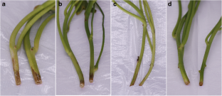 Burkholderia gladioli causes bacterial internal browning in sweetpotato ...