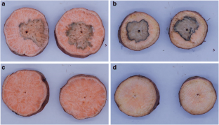 Burkholderia gladioli causes bacterial internal browning in sweetpotato ...