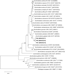 Burkholderia gladioli causes bacterial internal browning in sweetpotato ...