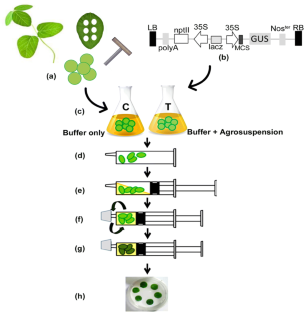 ‘AGRODATE’: a rapid Agrobacterium -mediated transient expression tool ...