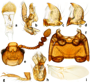 A New Genus of Endomychinae (Coleoptera: Endomychidae) from the ...